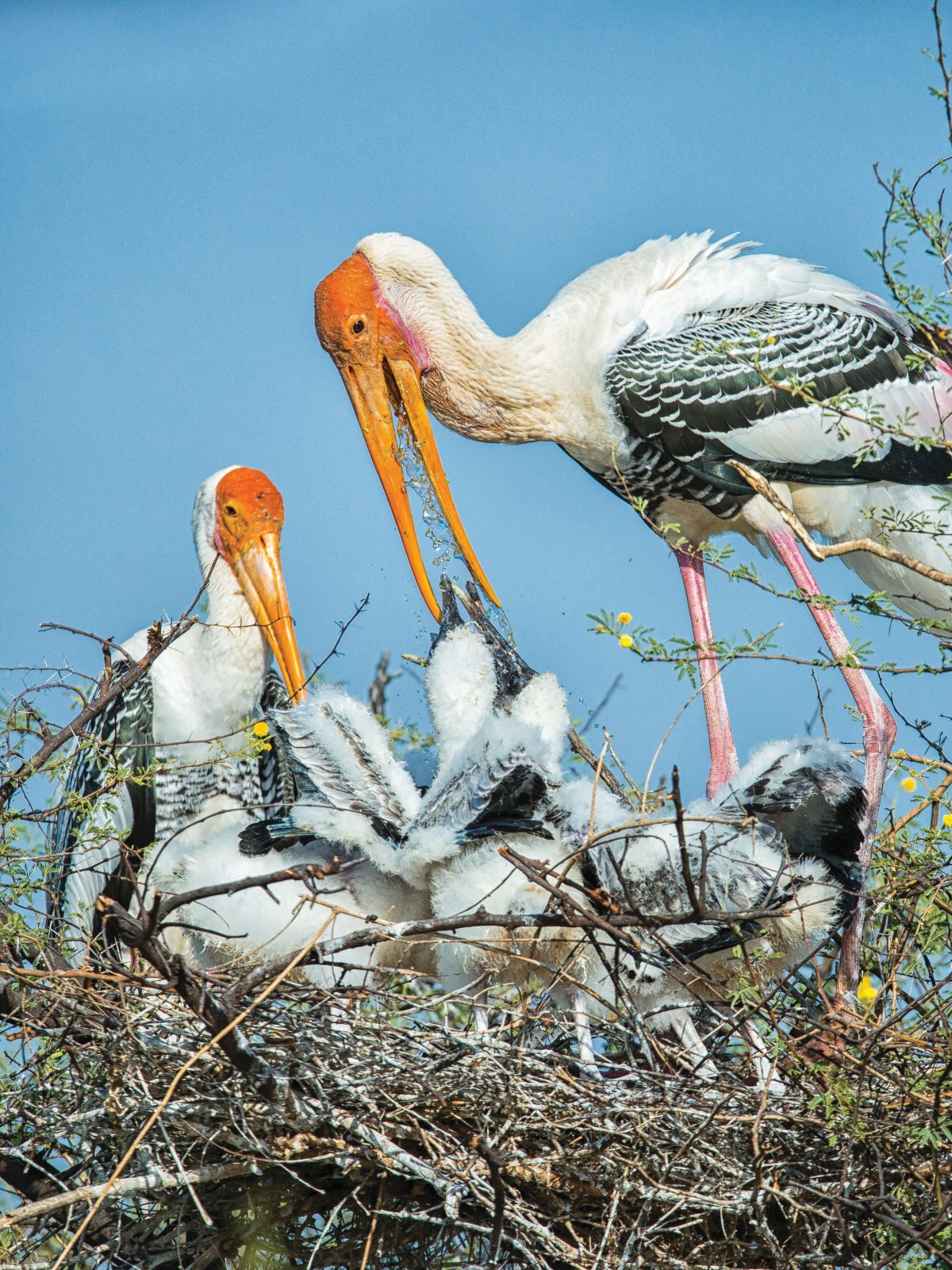 സ്വപ്ന സഞ്ചാരി - A collection of wildlife photographs celebrating ...