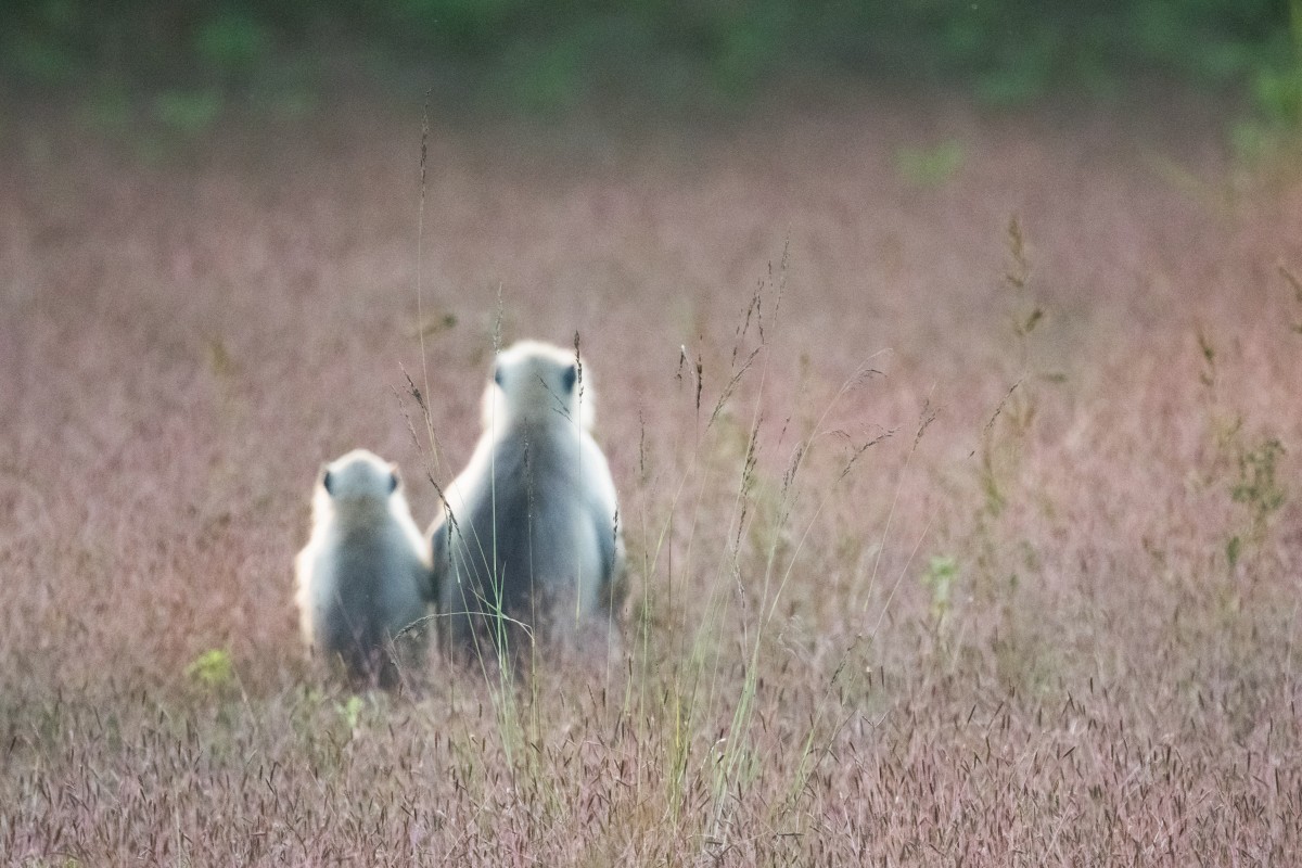സ്വപ്ന സഞ്ചാരി - A collection of wildlife photographs celebrating ...