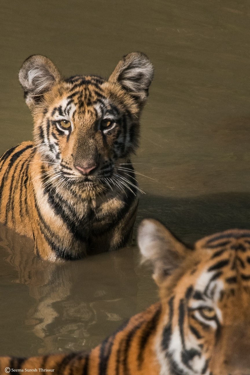 സ്വപ്ന സഞ്ചാരി - A collection of wildlife photographs celebrating ...